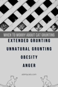 Why Your Cat Grunts! 11 Cute And Fun Reasons