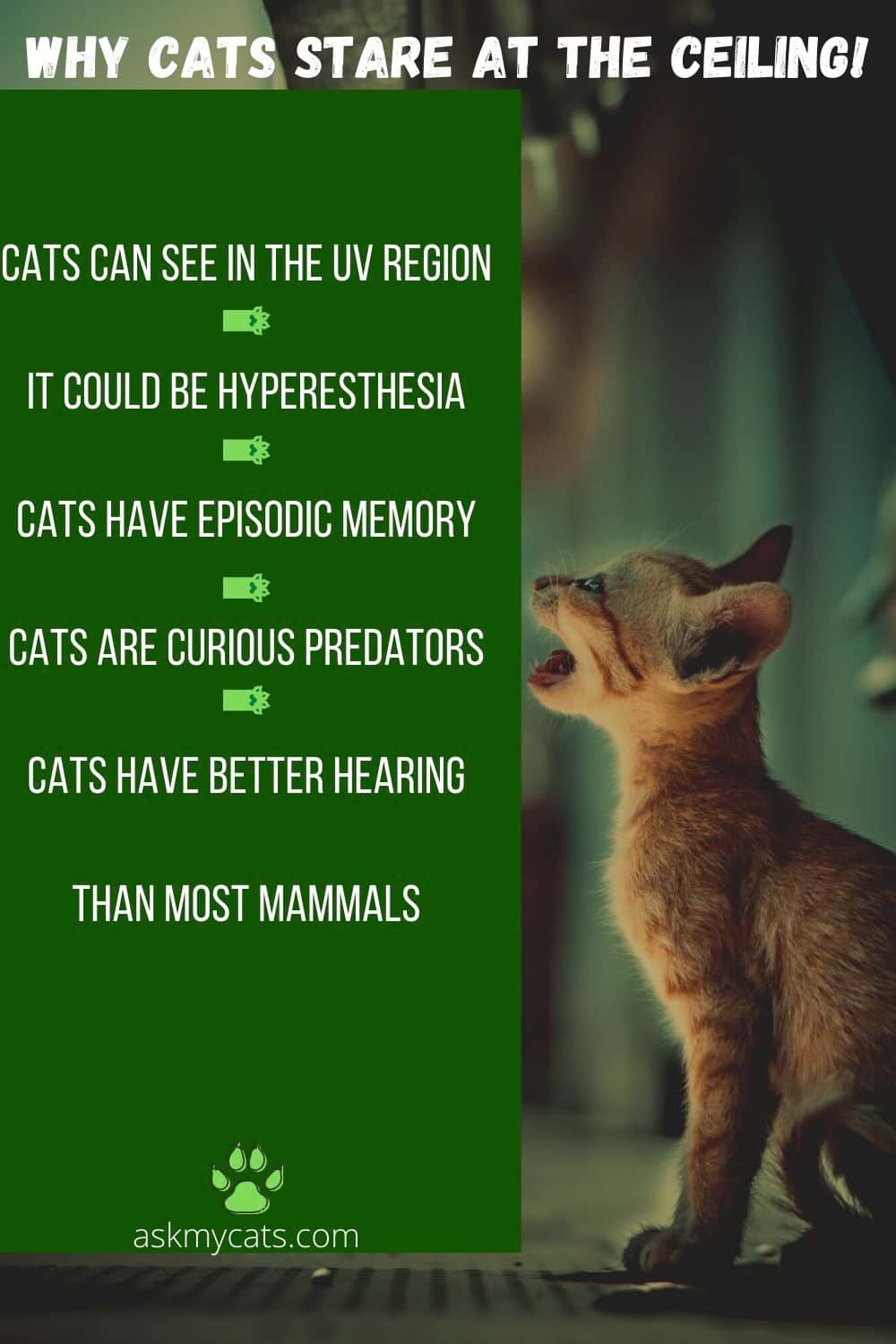 Why Cats Stare At The Ceiling! 5 Absolutely Curious Reasons