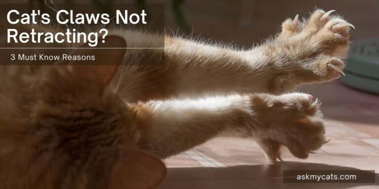 Cat's Claws Not Retracting: Why Are Cat Back Claws Sticking Out?