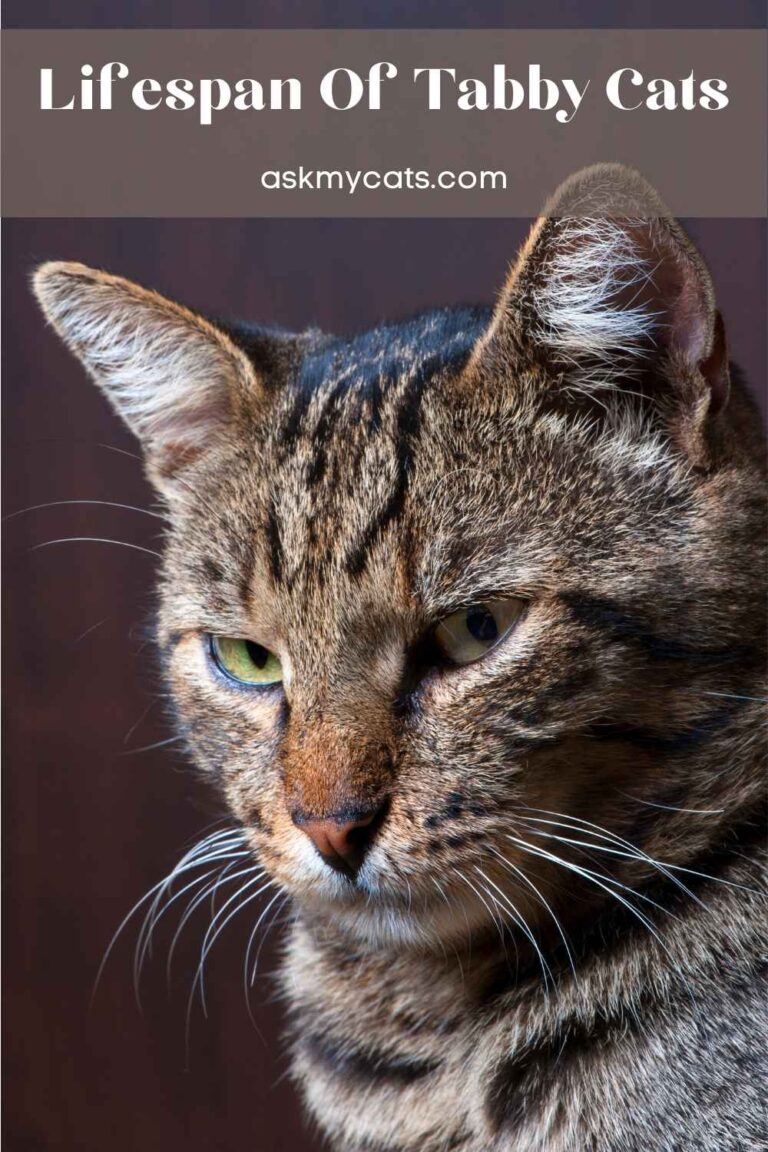 How Long Do Tabby Cats Live? Know About Tabby Cat Lifespan