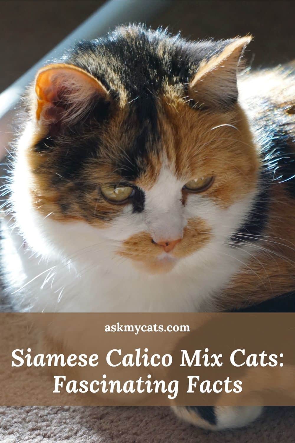 Siamese Calico Mix Cats: Here’s What You Need To Know!