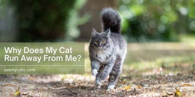 Why Does My Cat Run Away From Me? How To Change This Behaviour?