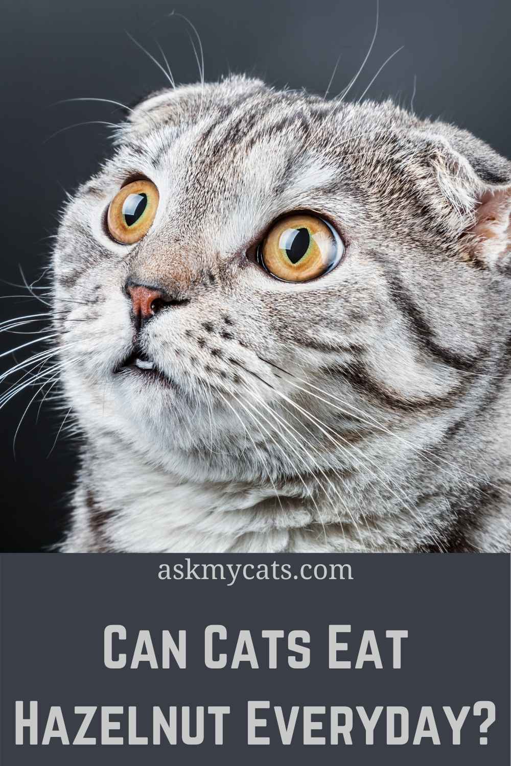 Can Cats Eat Hazelnuts? Things To Know Before You Start!