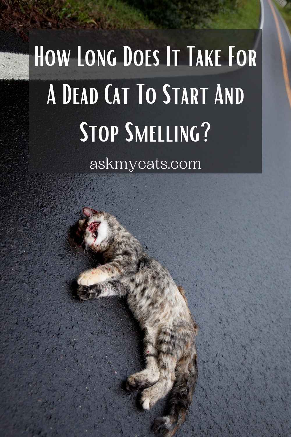 How Long Does It Take For A Cat To Decompose?