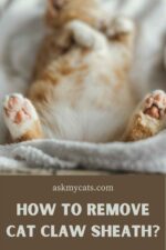 How To Remove Cat Nail Caps? Here’s The Complete Guide!