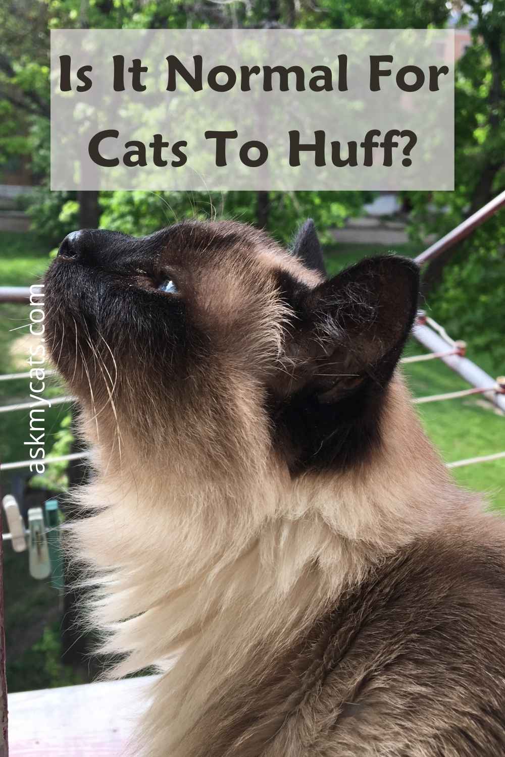 Why Does My Cat Huff? Do You Need To Worry?