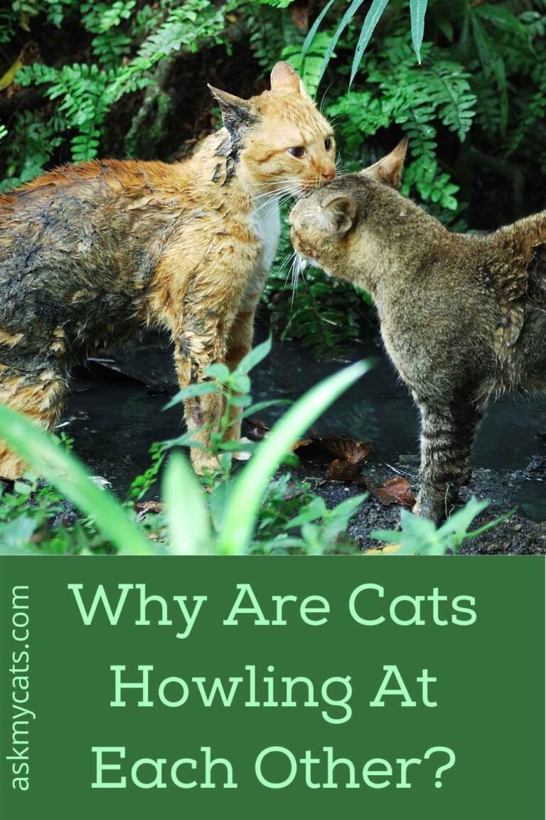 Why Do Cats Yowl At Each Other? Why So Much Aggression?