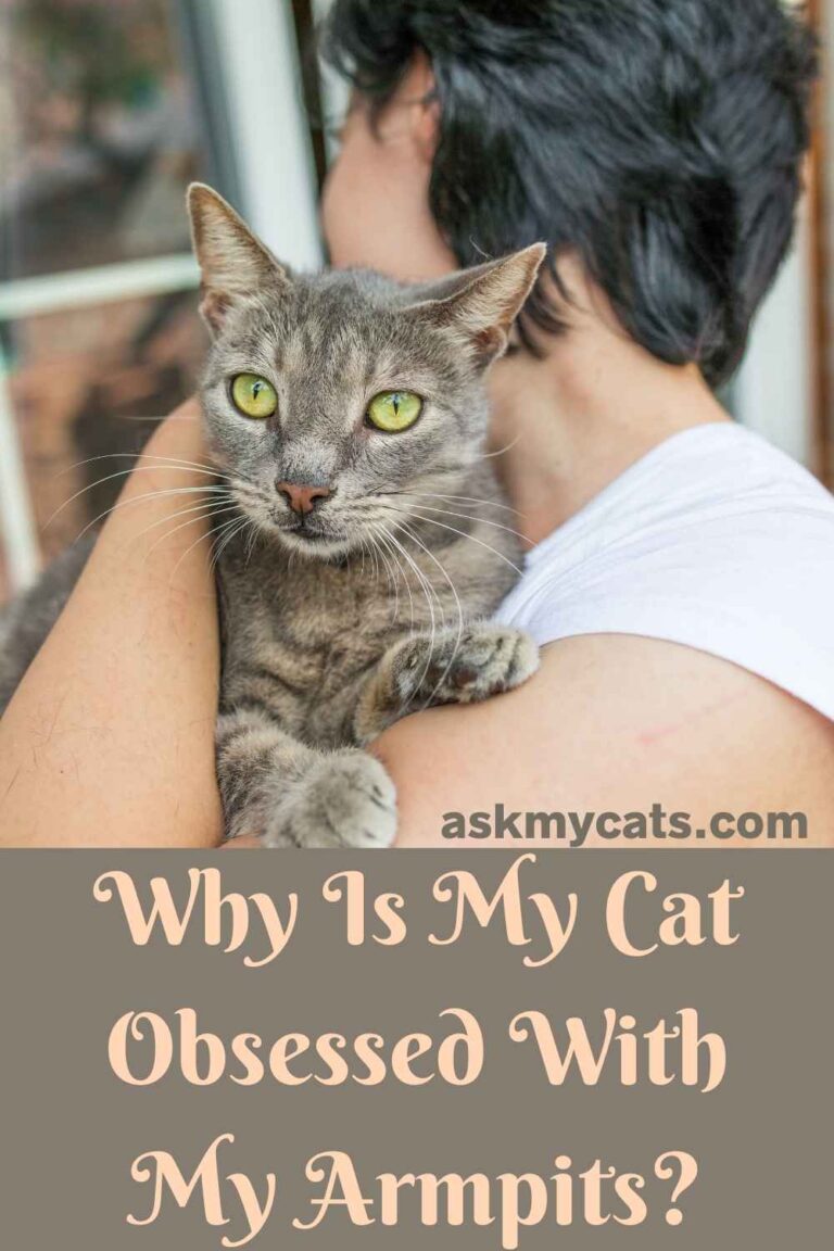 Why Does My Cat Lick My Armpits? Isn’t That Strange?