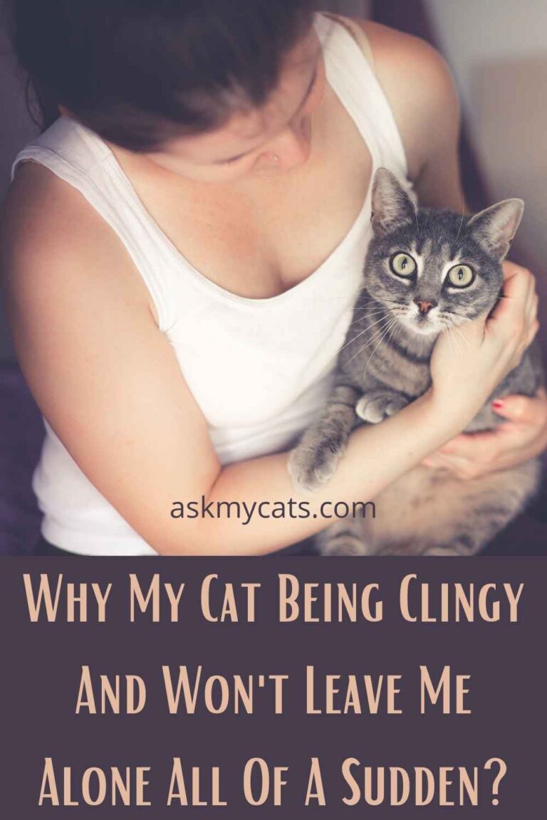 My Cat Is Laying On Me All Of A Sudden! What To Do?