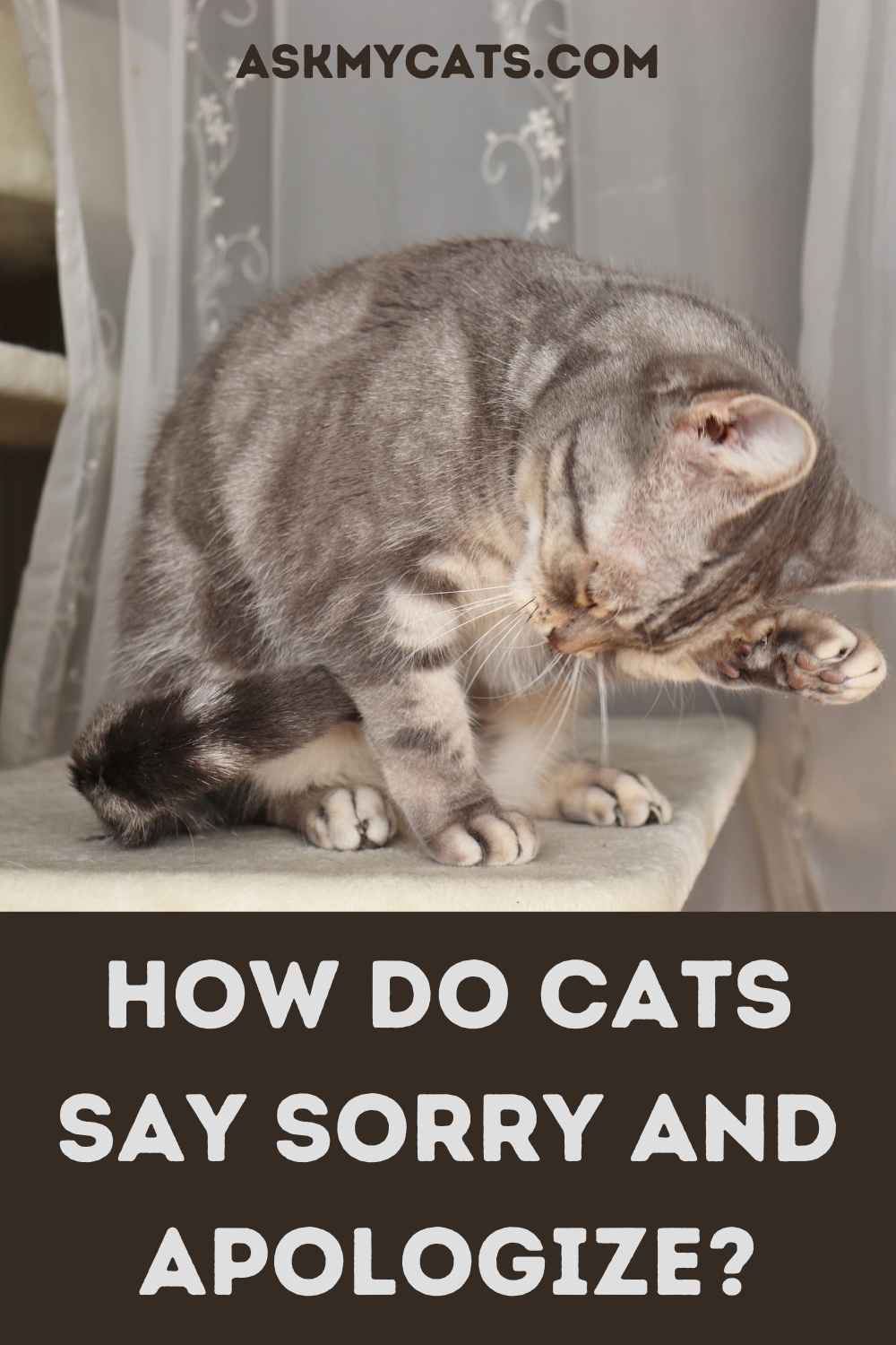 Cats & Sorry! Do They Apologize?