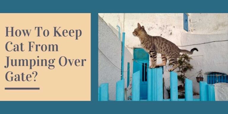 How To Keep Cat From Jumping Over Gate? Learn These Quick Hacks!