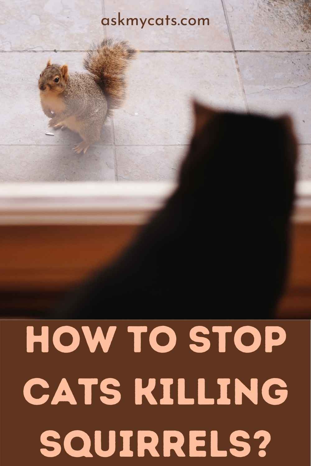 Do Cats Eat Squirrels? Know About Their Hunting Techniques!