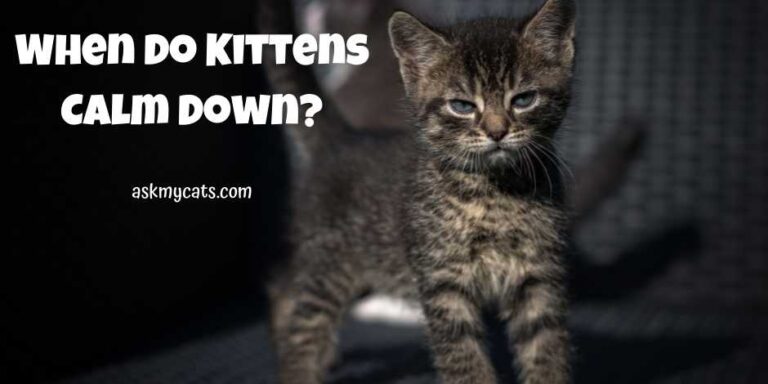 When Do Kittens Calm Down? Are They Always Hyper?