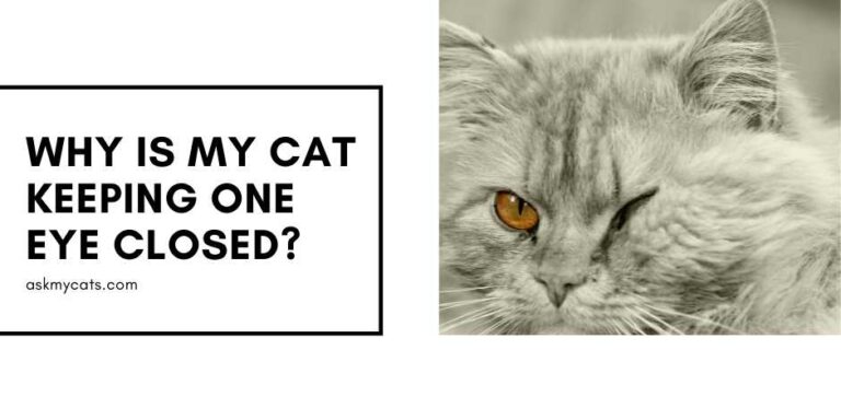 Why Is My Cat Keeping One Eye Closed / Squinting One Eye?