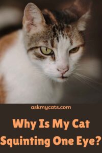 Why Is My Cat Keeping One Eye Closed / Squinting One Eye?