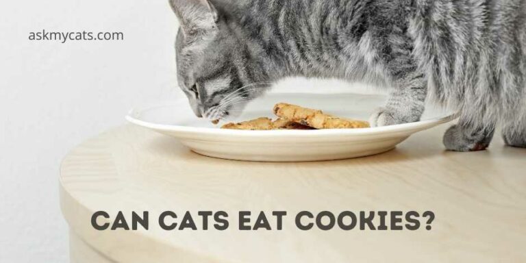 Can Cats Eat Cookies? Are They Safe For Your Cat?