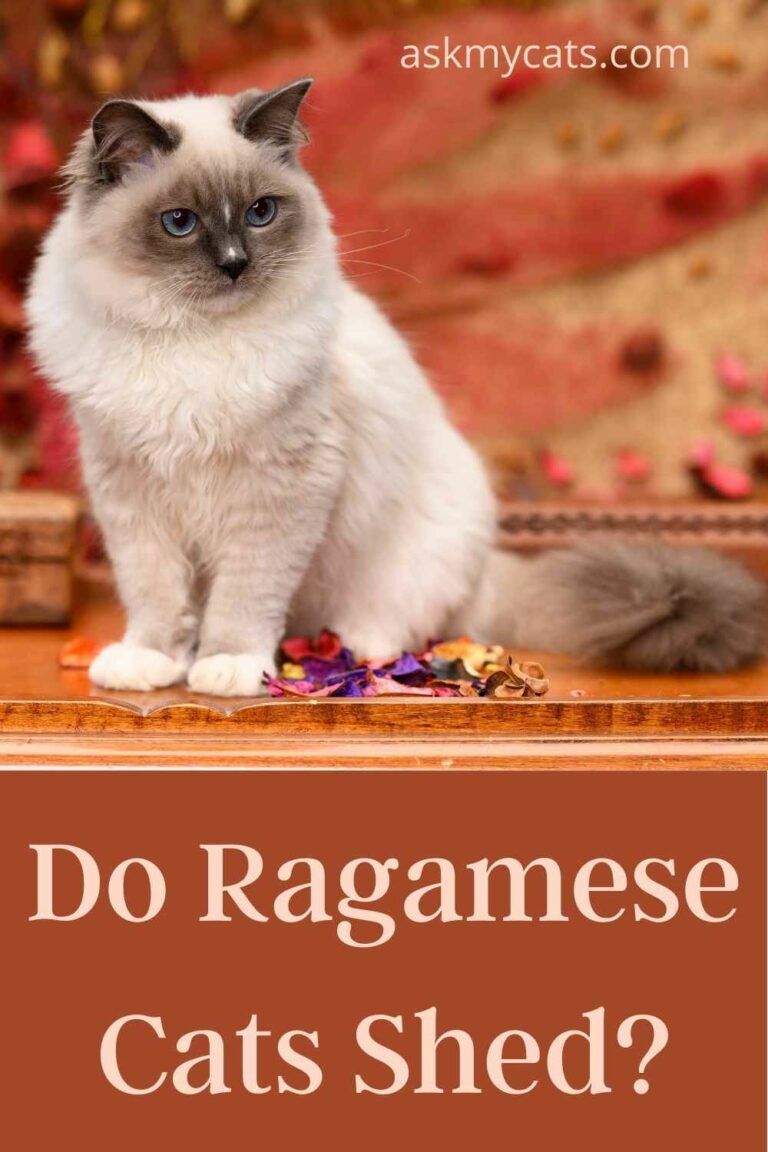 Ragamese Cat! Know About Ragdoll Siamese Mix