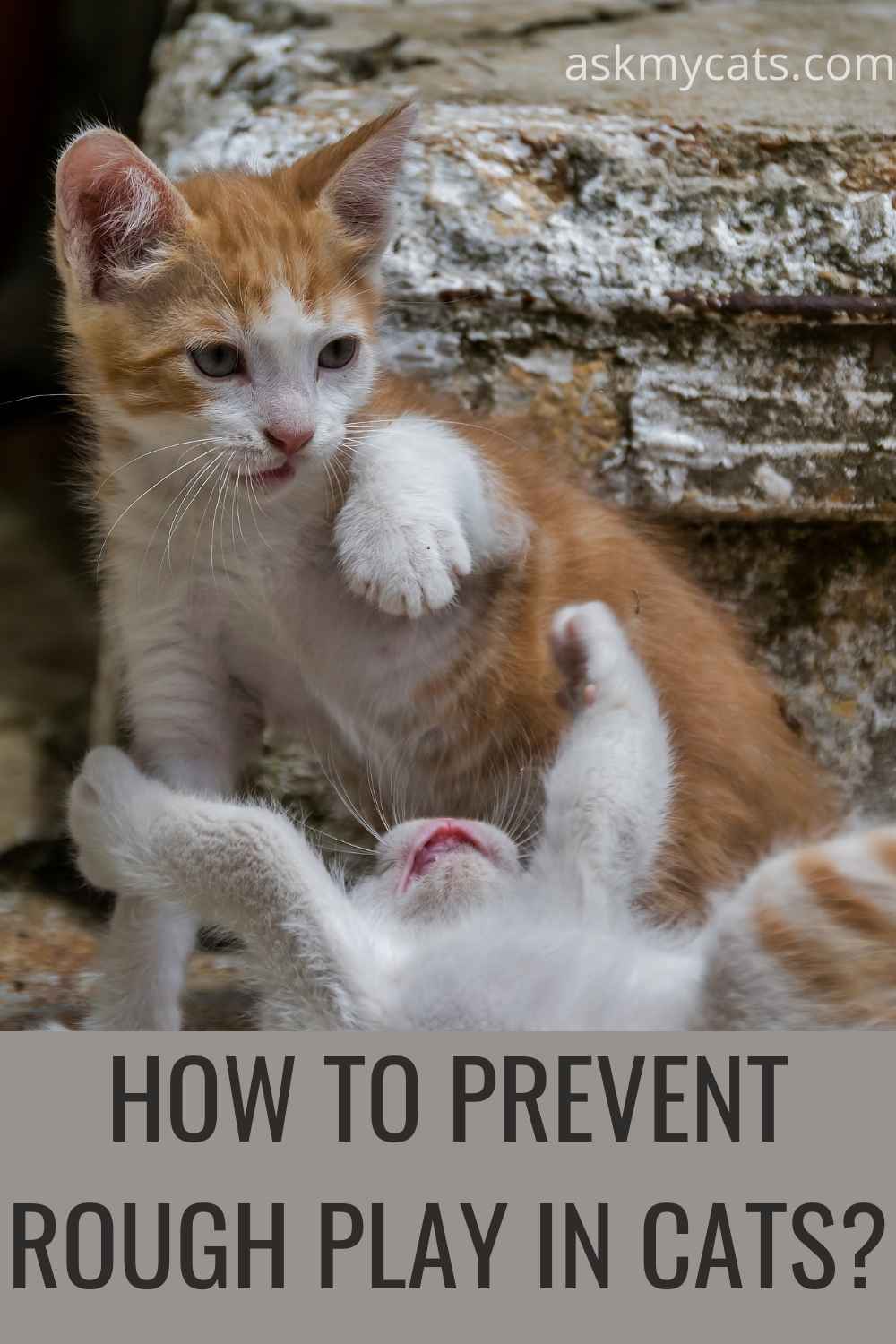 Older Cat Attacking New Kitten: How To Stop This?