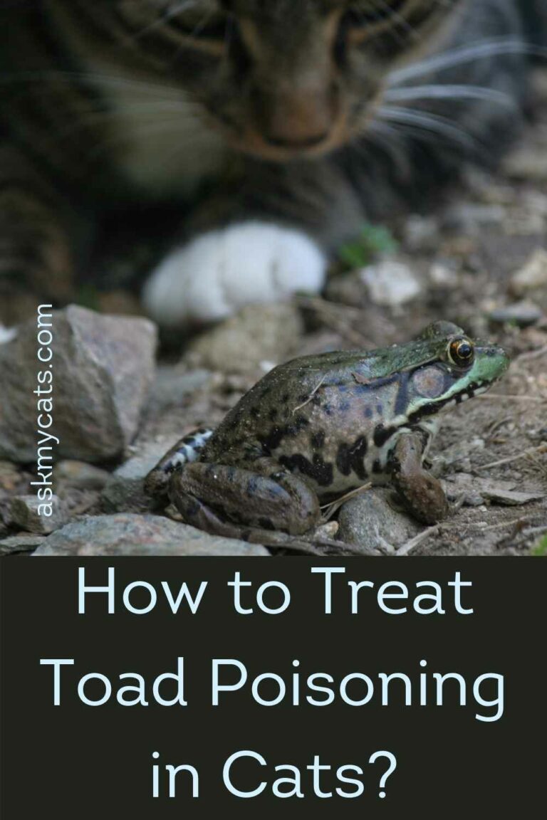 Do Cats Eat Frogs? Here’s What You Need To Know!