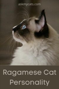 Ragamese Cat! Know About Ragdoll Siamese Mix