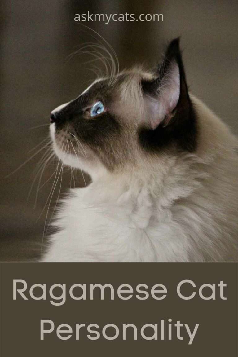 Ragamese Cat! Know About Ragdoll Siamese Mix