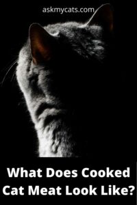 What Does Cat Taste Like? Does Cat Meat Taste Good?