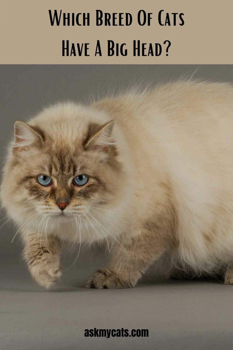 Why Do Some Cats Have A Big Head? Which Are The Different Breeds Of Cats?