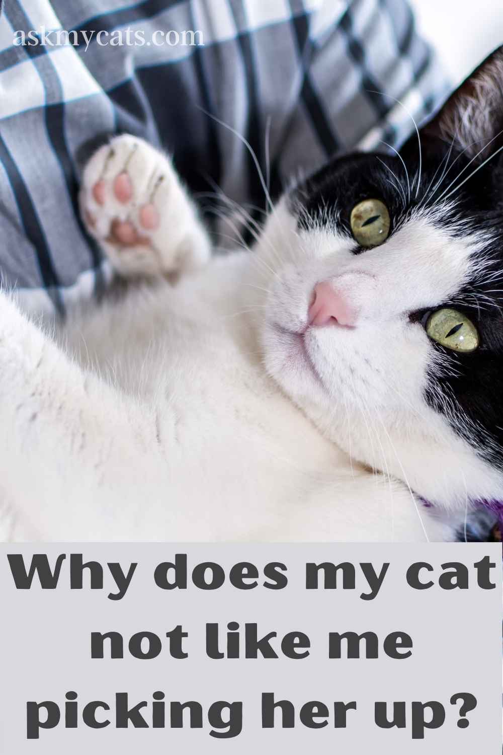 Why Does My Cat Meow When I Pick Her Up why-does-my-cat-meow-when-i-pick-her-up