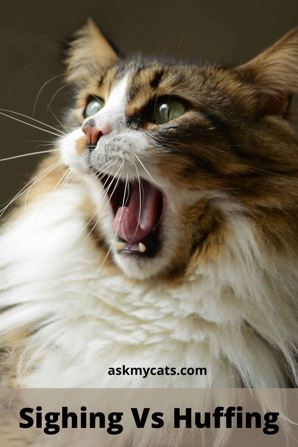 Why Does My Cat Sigh? We Explain Why It's Perfectly Normal!