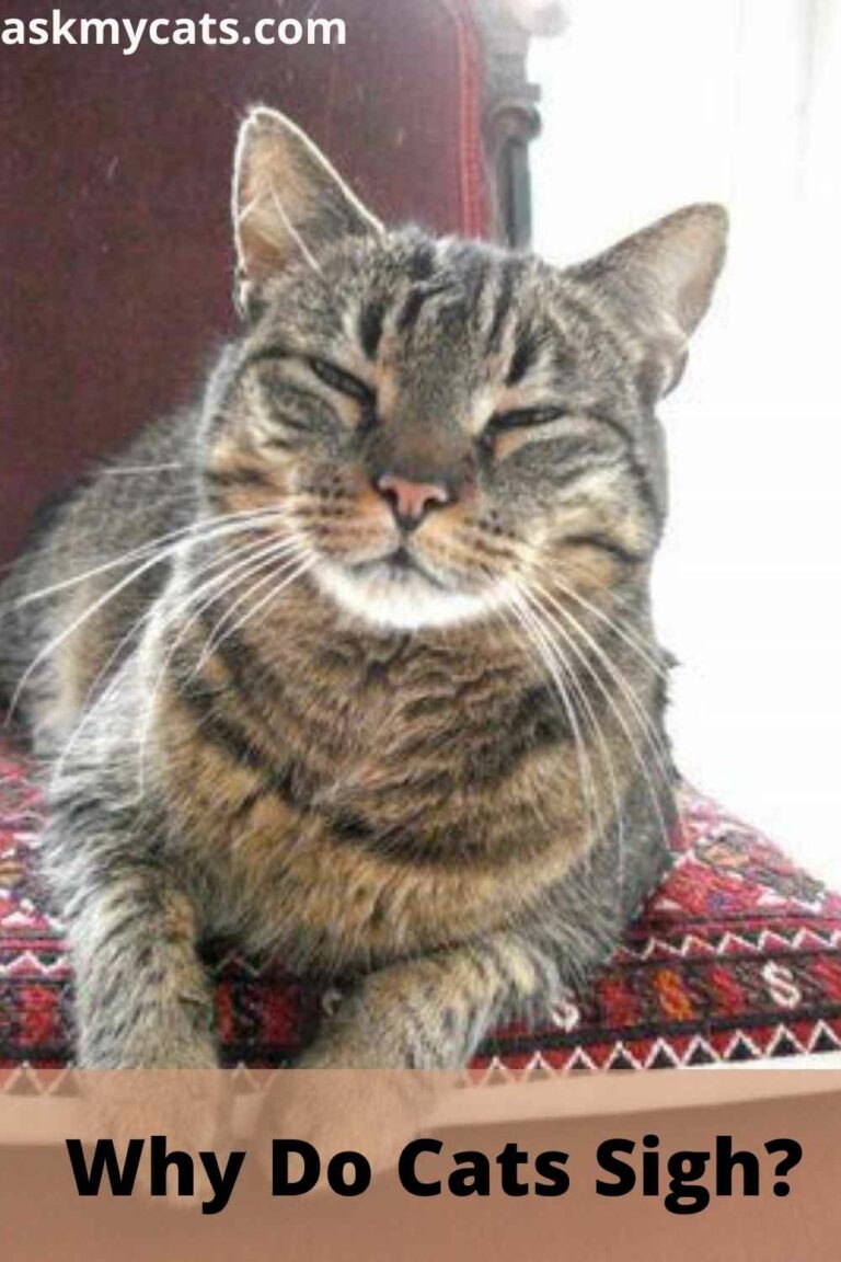 Why Does My Cat Sigh? We Explain Why It's Perfectly Normal!