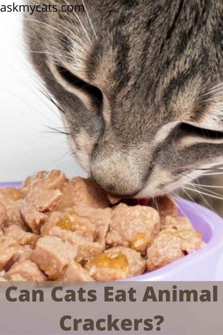 Can Cats Eat Crackers? Do Cats Like Crackers?