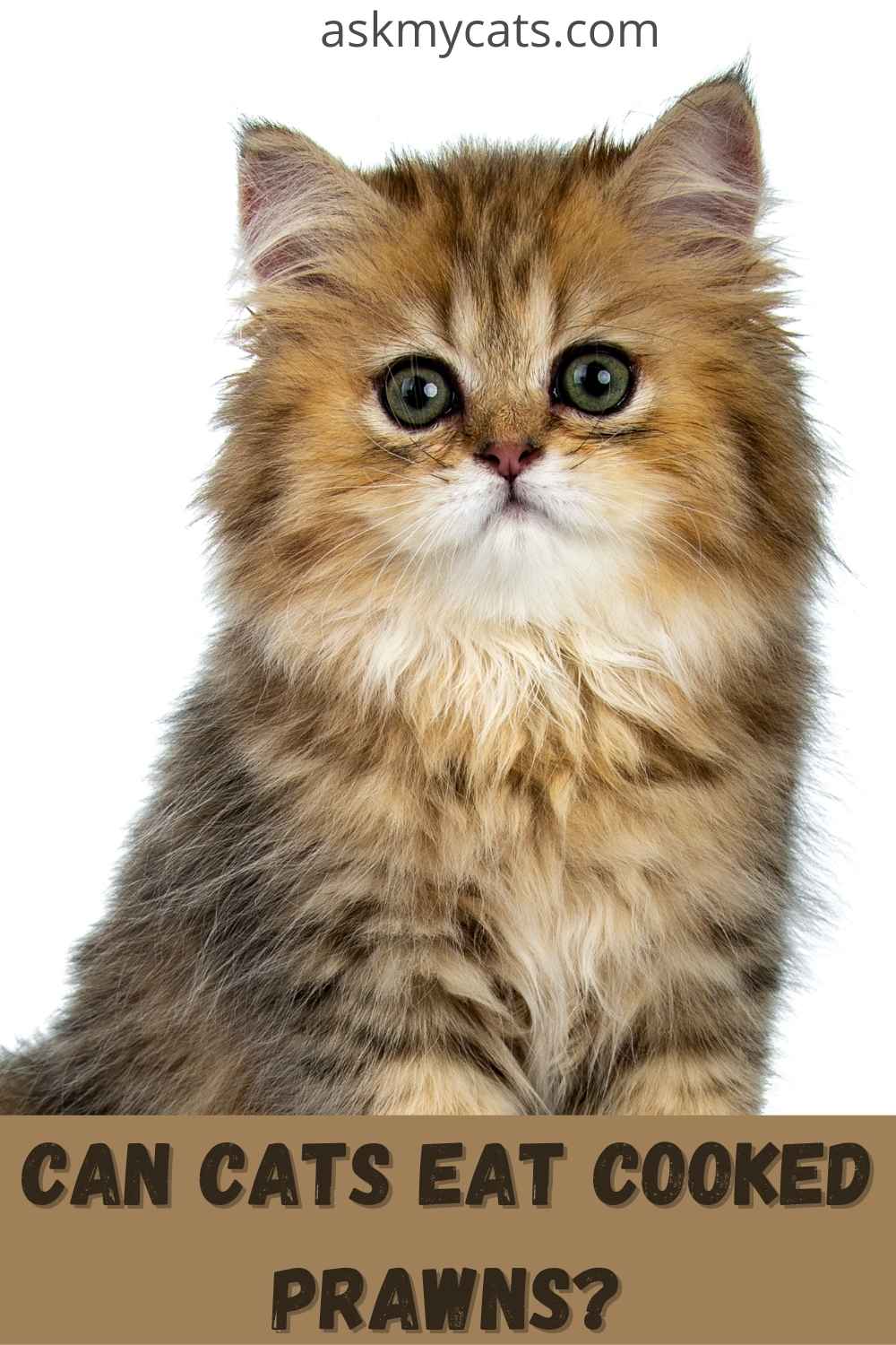 Can Cats Eat Prawns? Can Prawns Make A Cat Sick?