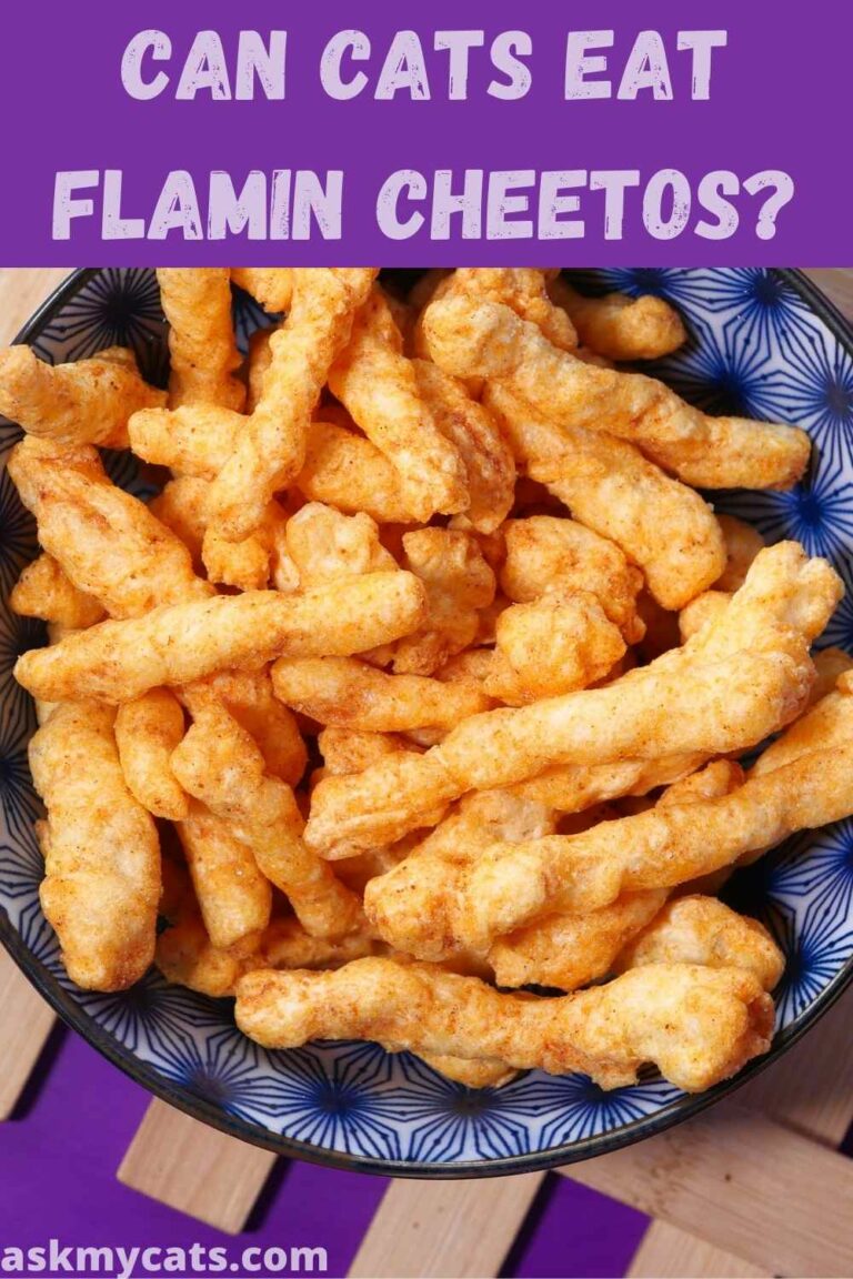 Can Cats Eat Hot Cheetos? Your Query, Our Findings