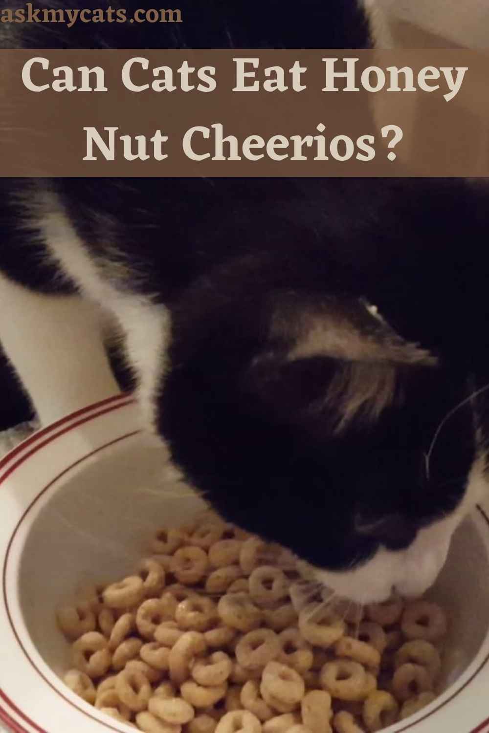 Can Cats Eat Cheerios? How Much Cheerios Is Safe To Give To Cats?