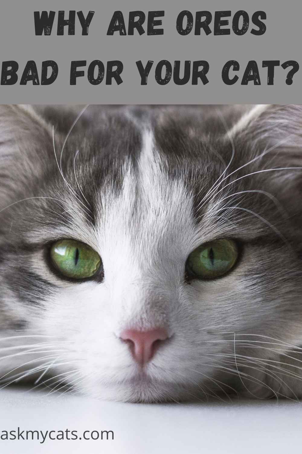 Can Cats Eat Oreos? Why Are Oreos Bad For Your Cat?