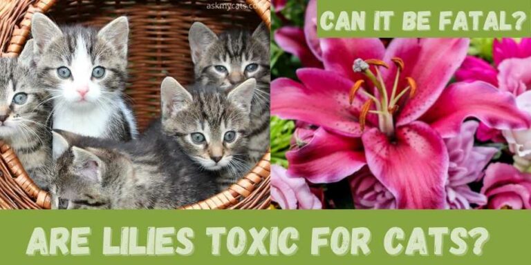 Are Lilies Toxic For Cats? What Should I Do If My Cat Ate A Lily?