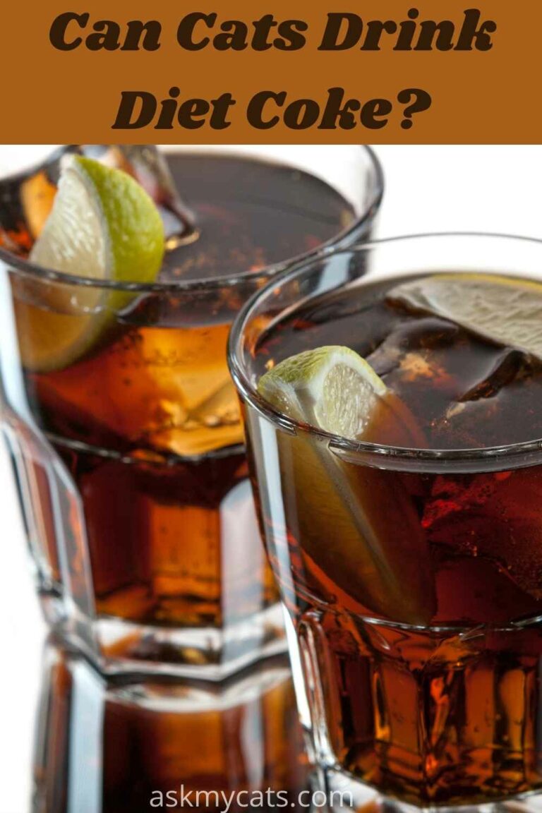 Can Cats Drink Soda? What Should I Do If My Cat Drinks Soda?