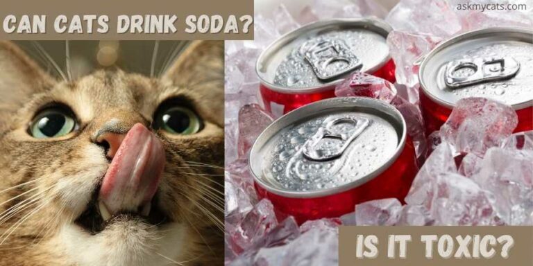 Can Cats Drink Soda? What Should I Do If My Cat Drinks Soda?