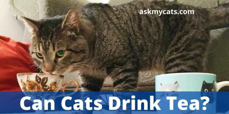 Can Cats Drink Tea? Is Tea Toxic To Cats?