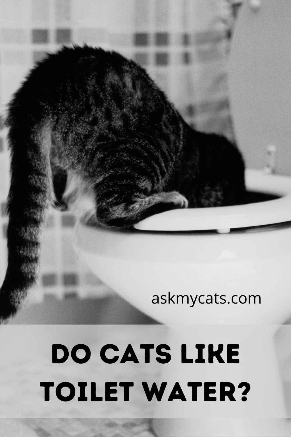Why Does My Cat Drink From The Toilet Is He Becoming Nasty 