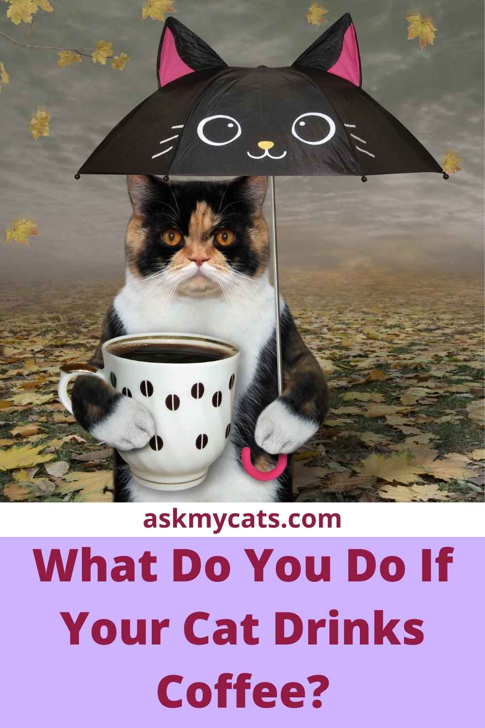 Can Cats Drink Coffee? What Happens If A Cat Drinks Coffee?