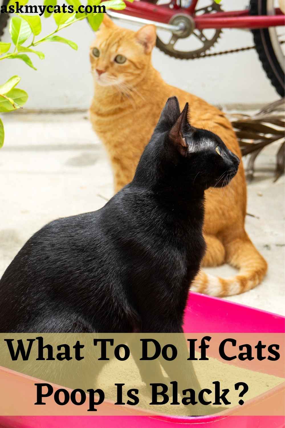 Black Cat Poop: What To Do If Cats Poop Is Black?