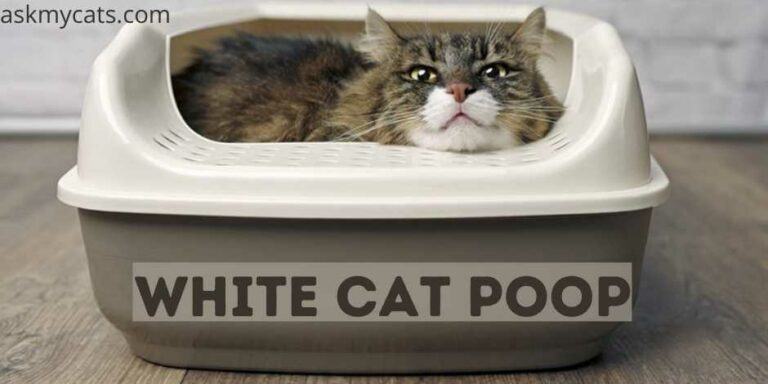 White Cat Poop: Why Is My Cat's Poop White?