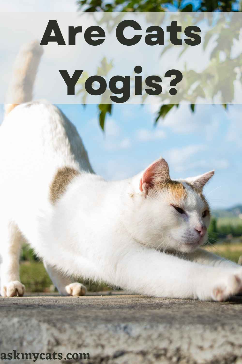 Why Do Cats Like Yoga Mats? Do Cats Do Yoga?