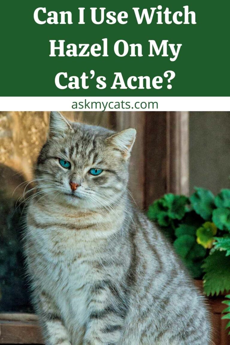 Is Witch Hazel Safe For Cats? How To Use It?