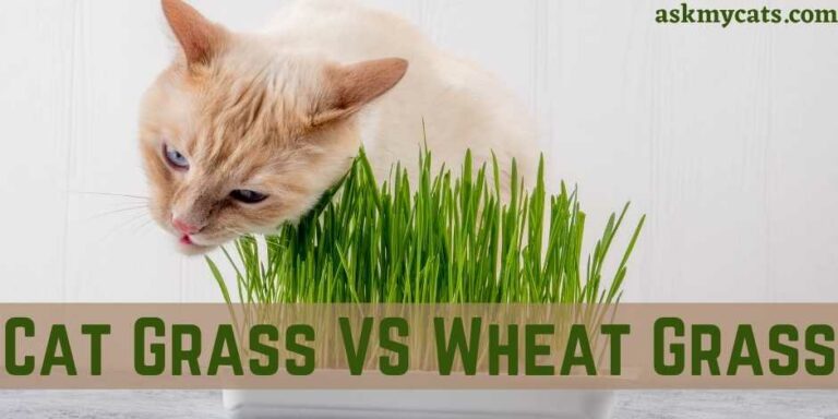 Cat Grass VS Wheat Grass: Which One Is Better For Cat