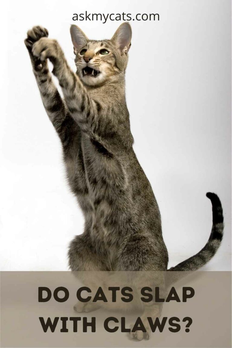 Why Do Cats Slap? Will They Randomly Hit You?