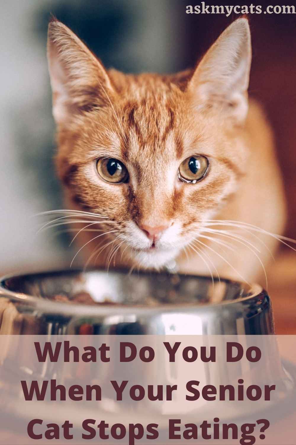 Older Cat Not Eating But Drinking: Reasons & Solution