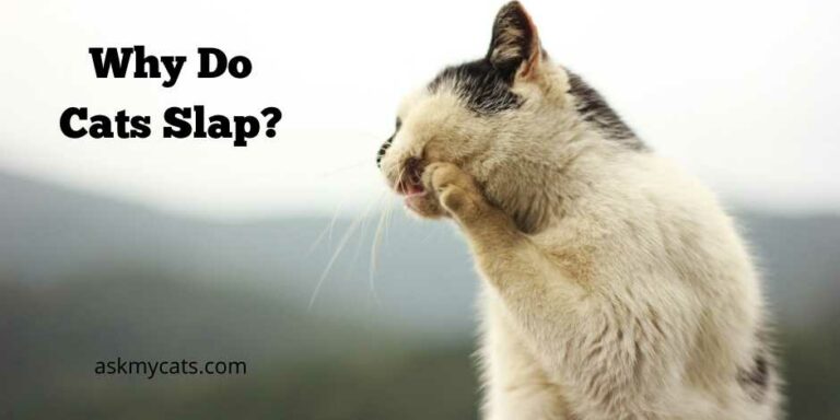 Why Do Cats Slap? Will They Randomly Hit You?