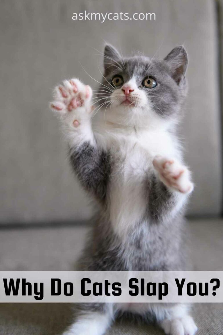 Why Do Cats Slap? Will They Randomly Hit You?